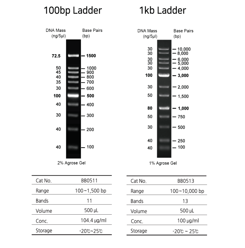100bp / 1kb DNA Marker - SCINOMICS