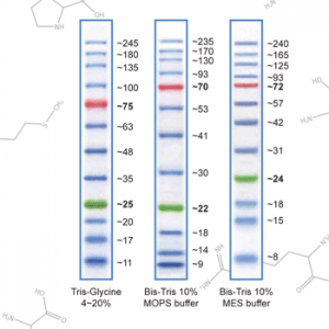 BrightBAND Prestained 3-color Protein Marker - SCINOMICS