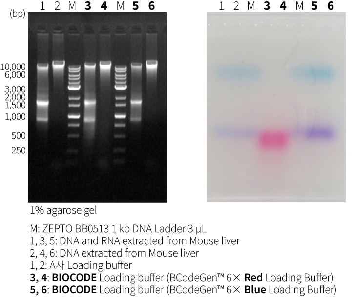 BCodeGen™ 6× Loading Buffer - SCINOMICS